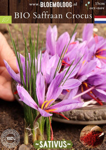 Bio Crocus 'Sativus' - Saffraankrokus | Bloemoloog.nl