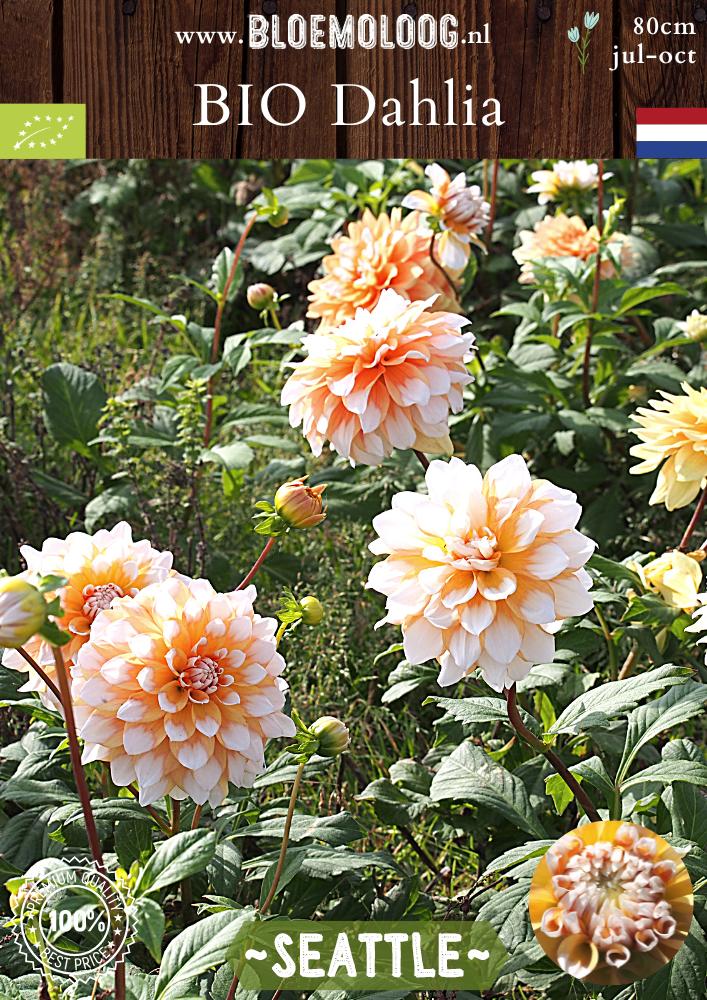 Skip to product information