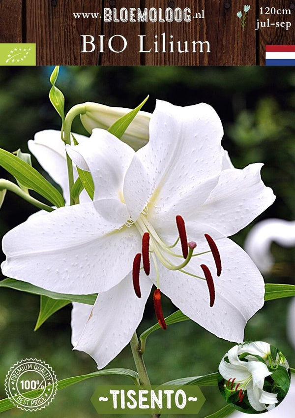 Aantal ( 0 in winkelwagen) Aantal verlagen voor Bio Lilium 'Tisento ...