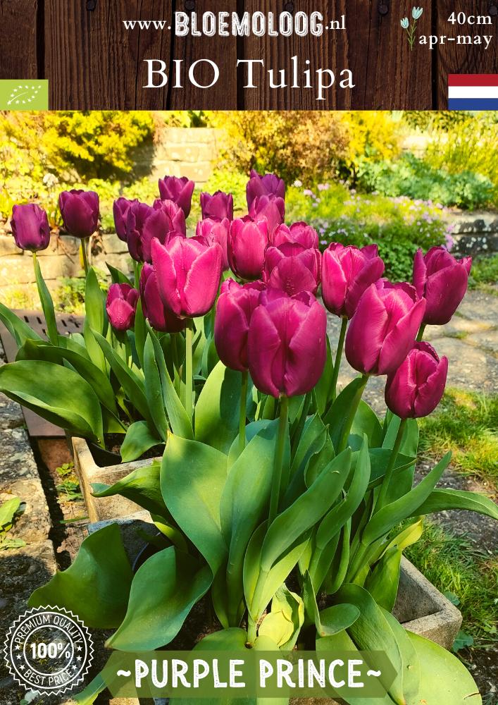 Bio Tulipa 'Purple Prince' - Paarse Triumph tulpen | Bloemoloog