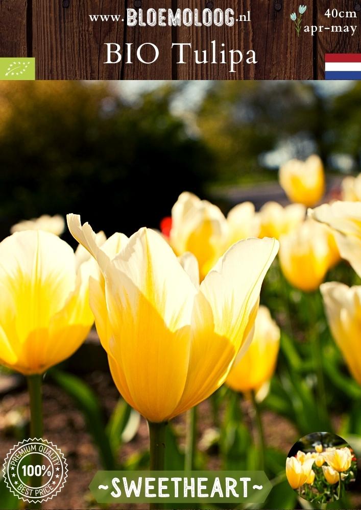 Bio Tulipa 'Sweetheart' - Geel/witte Rembrandt tulp | Bloemoloog