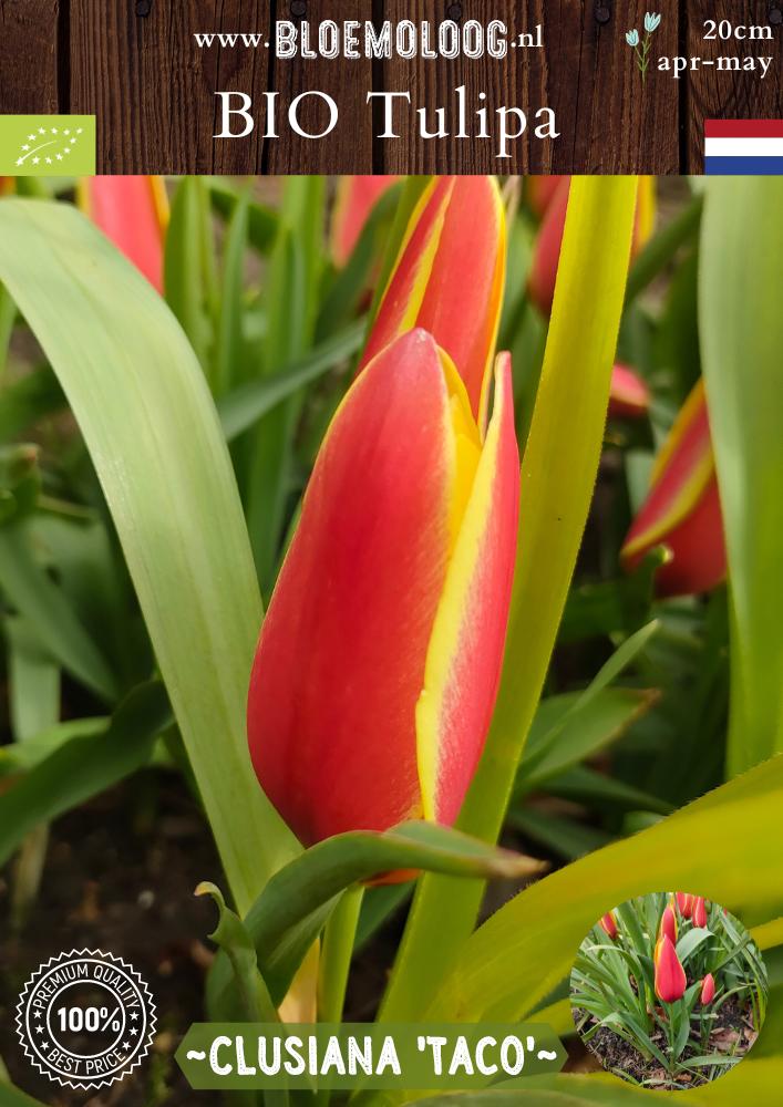 Organic Tulipa clusiana 'Taco' - Buy botanical tulips | Bloemoloog.nl