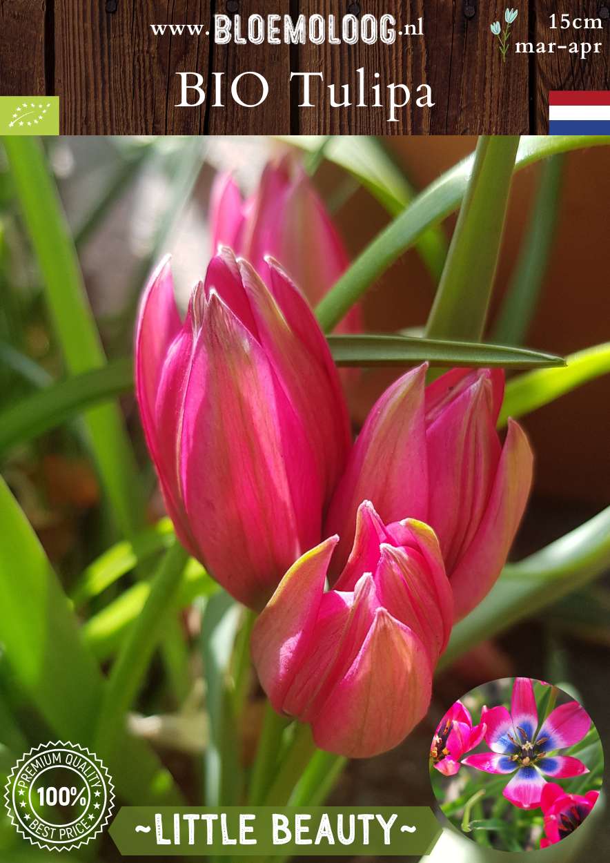 Bio Tulipa 'Little Beauty' | Botanische roze/blauwe tulpjes – Bloemoloog