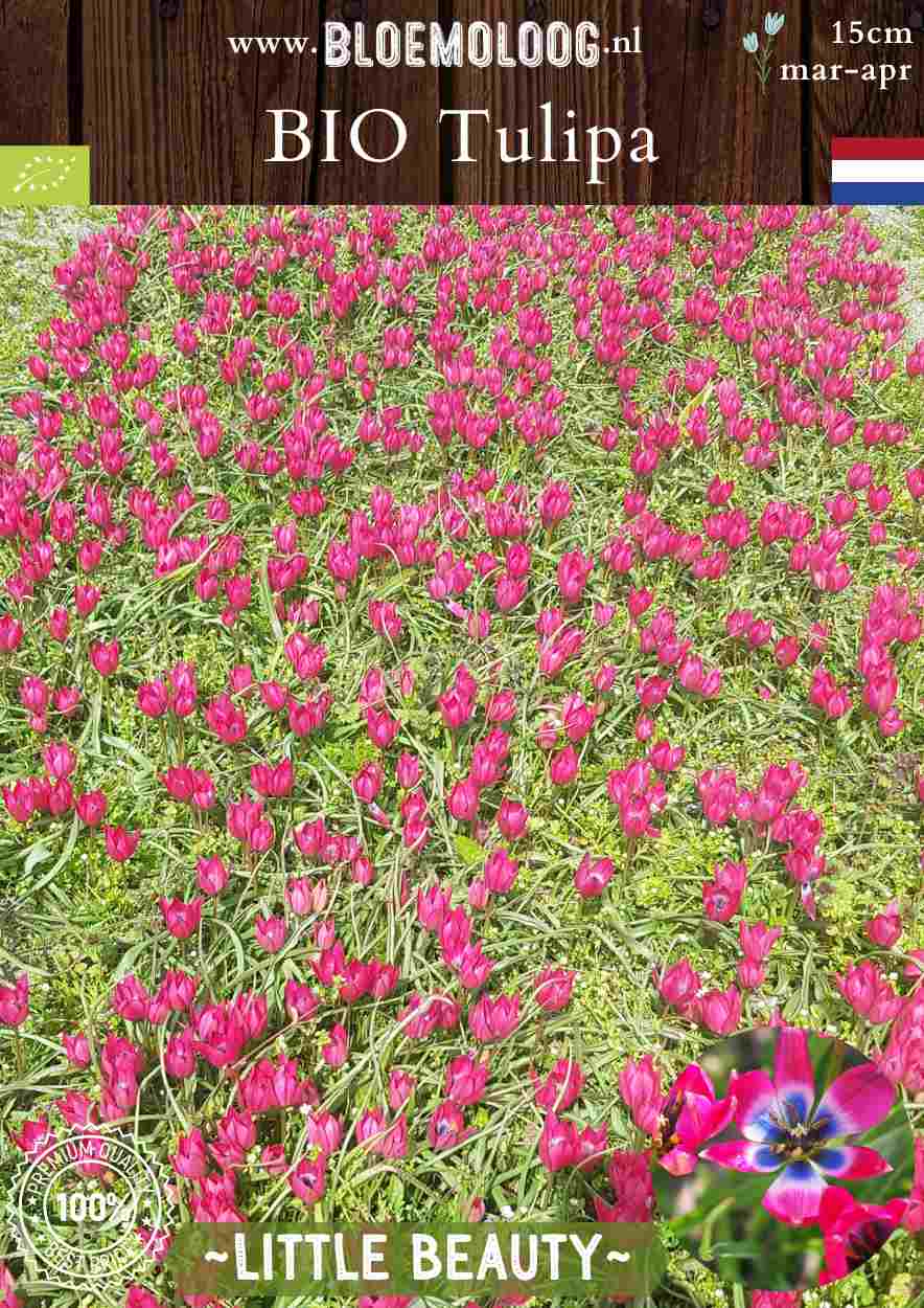 Bio Tulipa 'Little Beauty' | Botanische roze/blauwe tulpjes – Bloemoloog